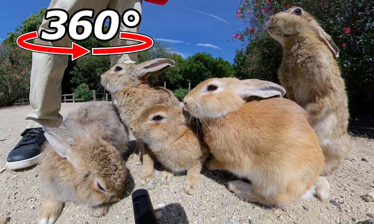 VR 360° | The rabbits gathered together, ate together, and then went home.