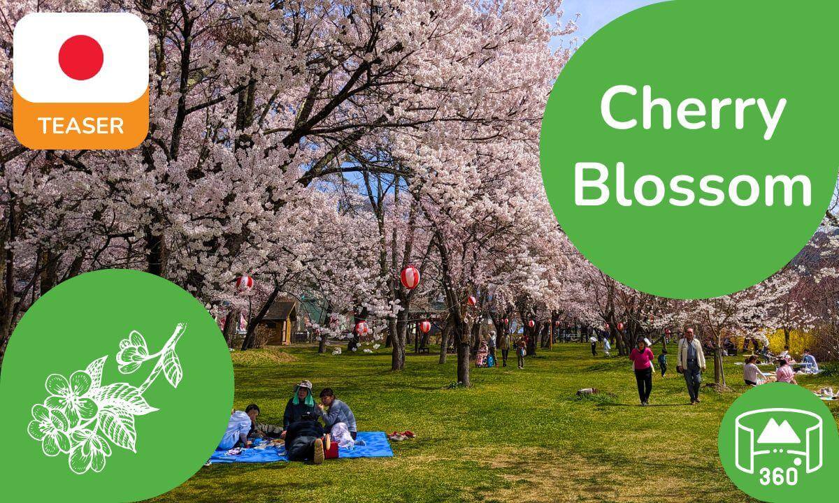 Japanese Cherry Blossom | 360 8K3D Teaser | Learn Japanese in VR ...