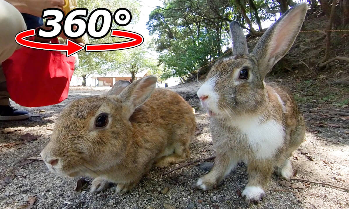 VR 360° | A rabbit's happy mealtime is transformed by the sounds of ...