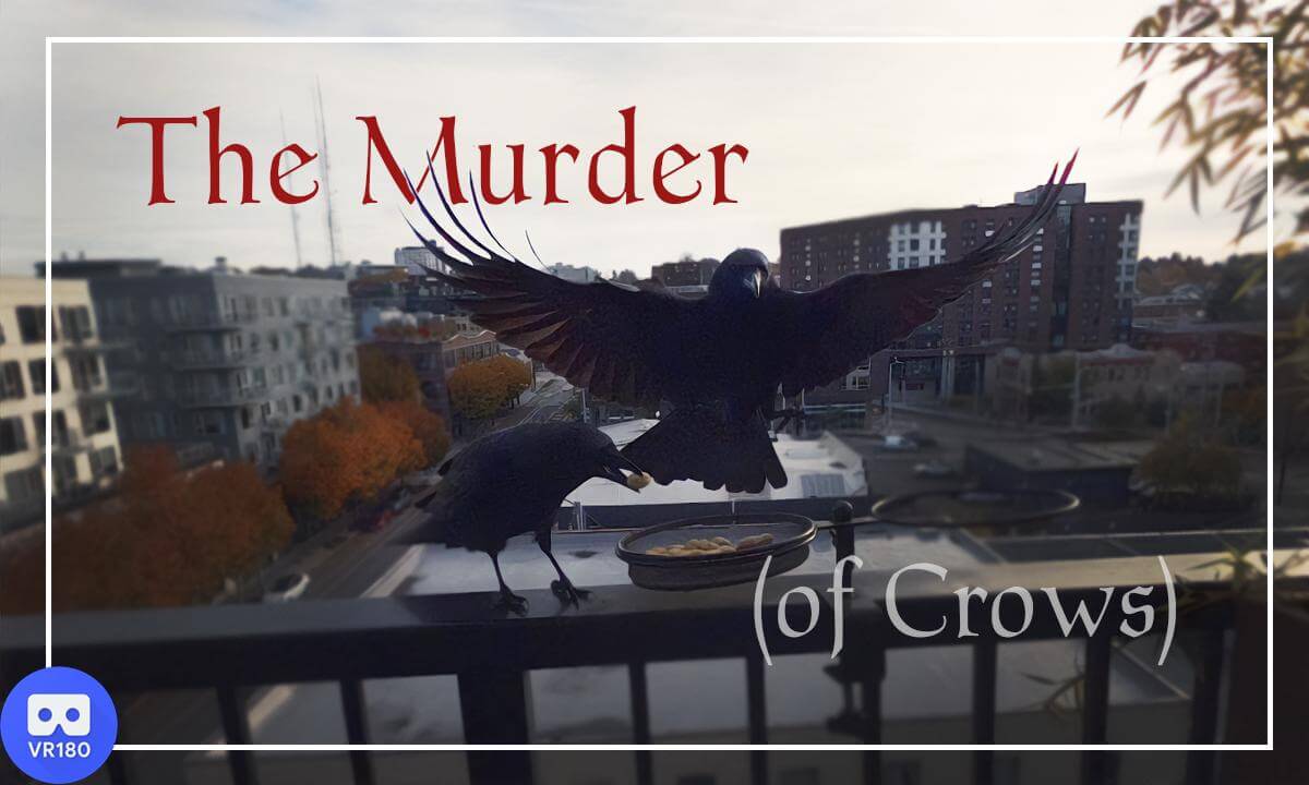 The Murder (of Crows) - Window 180 - VR Video | DeoVR