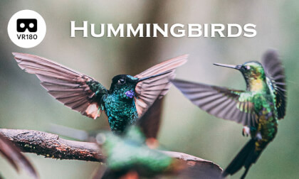 Jurassic World 3D - T-Rex Fight Scene (8K 3D SBS 60fps)