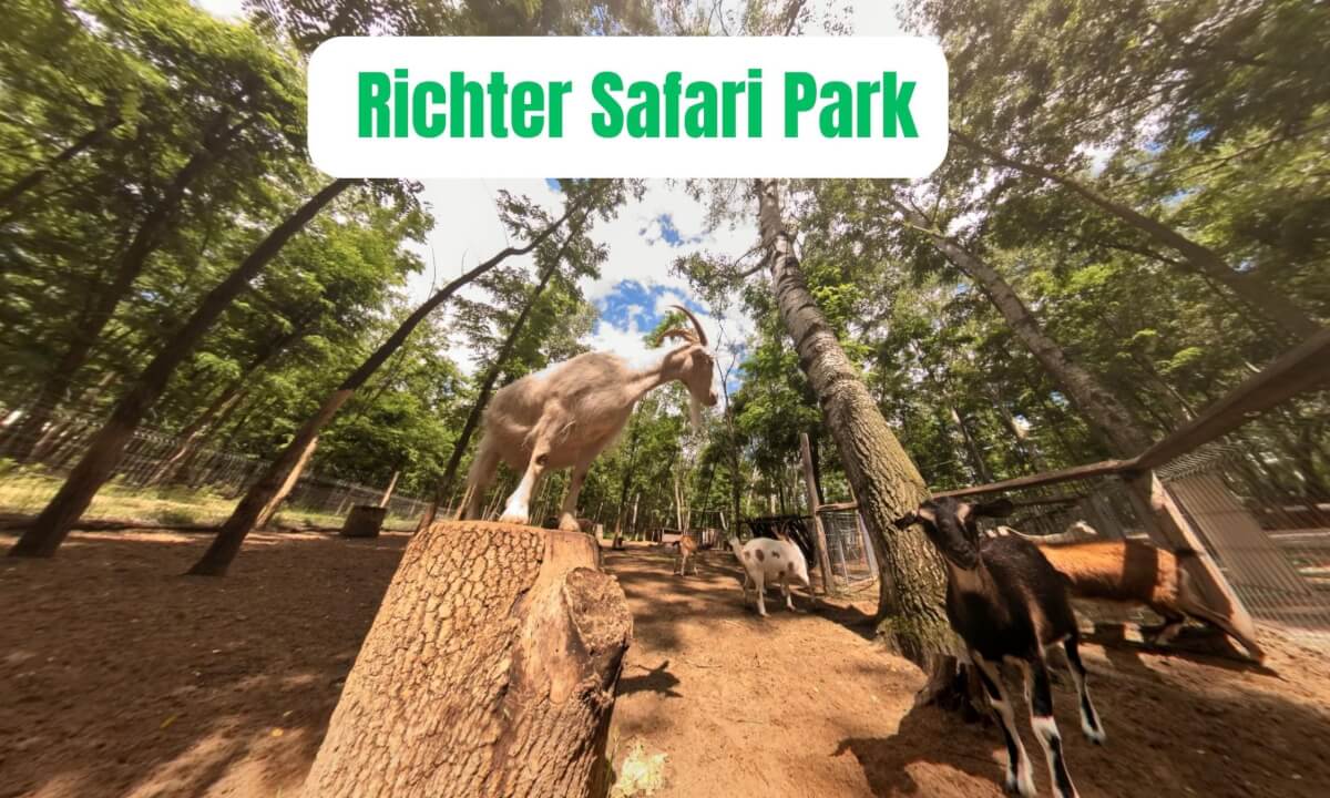 Richter Safari Park - Frenkie Explorer - VR Video | DeoVR