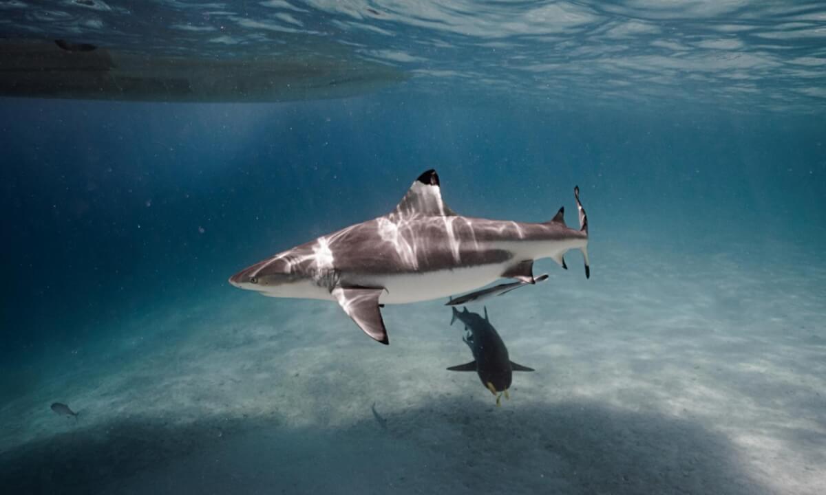 Republic of Palau Shark City - jac lin - VR Video | DeoVR