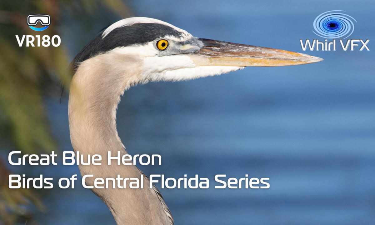 Great Blue Heron | Birds of Central Florida | VR180 8K 3D | Nature ...