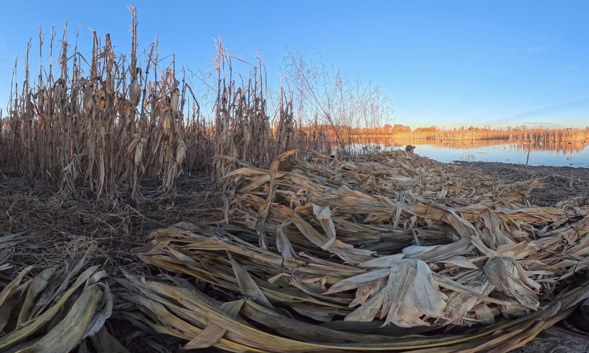 duck 4 - Calf visense test - VR Video | DeoVR