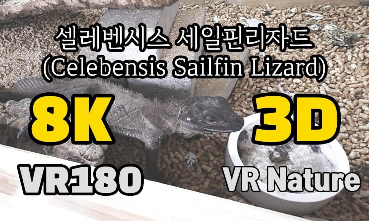 [VR Nature] 셀레벤시스 세일핀리자드 (Celebensis Sailfin Lizard) ‪ @김포파충류샵도마뱀