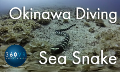 Okinawa Diving -Travel JAPAN- [ Encounter with Venomous sea snake ]