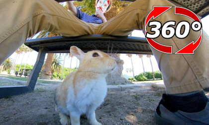 [360 Video] Rabbits spend their time freely at human feet.