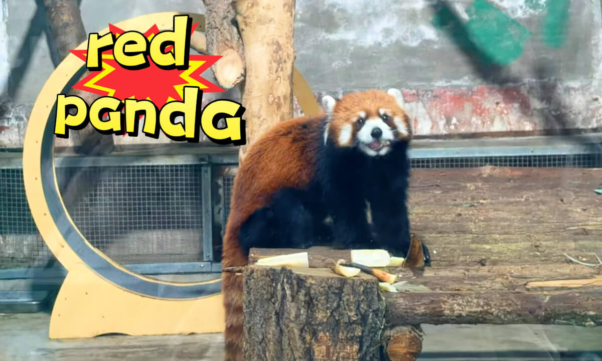 RED PANDA - XuanXiren - VR Video | DeoVR