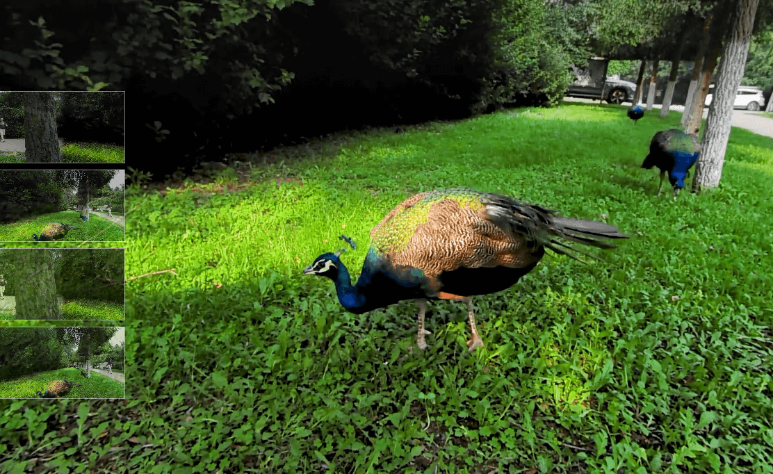 Peacock in the park（TECHE 3D180VR） | DeoVR